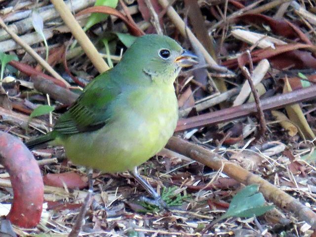 Painted Bunting
