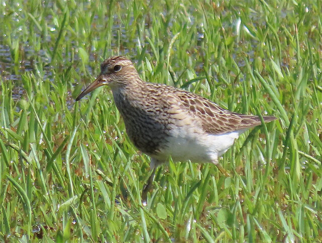 Pectoral Sandpiper