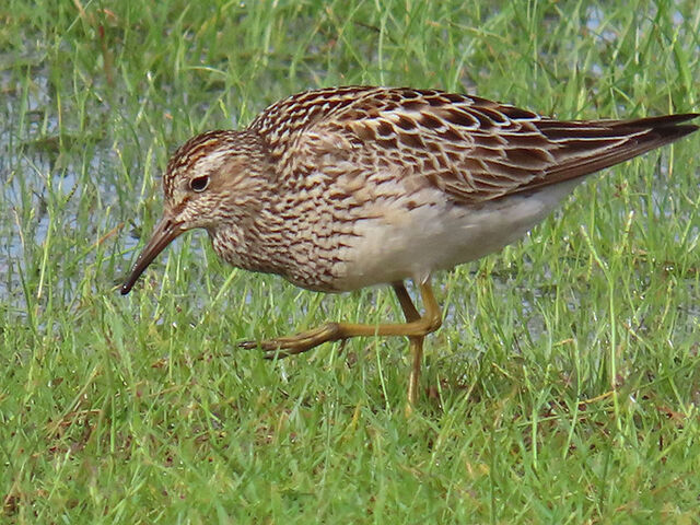 Pectoral Sandpiper