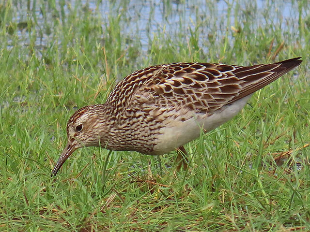 Pectoral Sandpiper