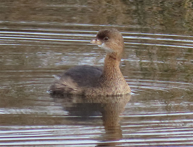 Pied-billed Grebe
