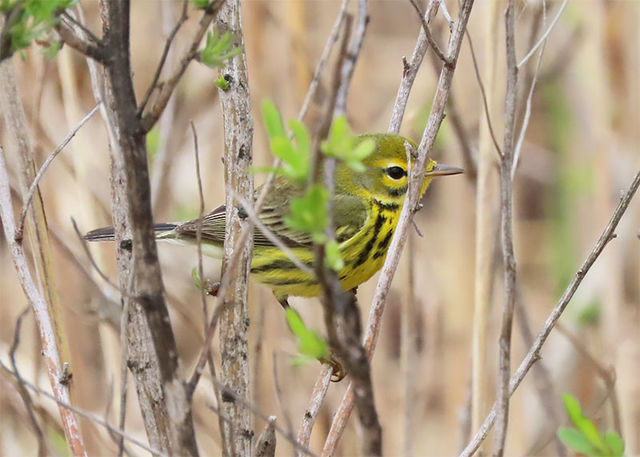 Prairie Warbler