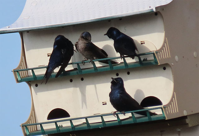Purple Martin