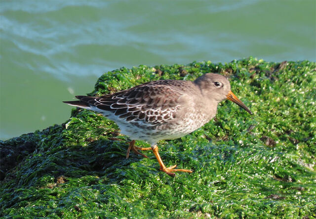 Purple Sandpiper