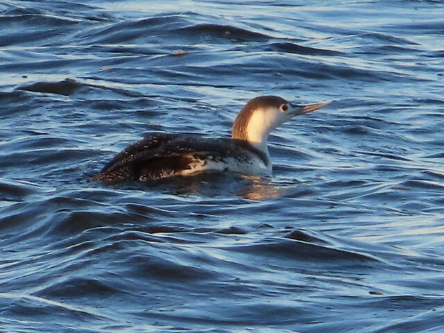 Red-throated Loon