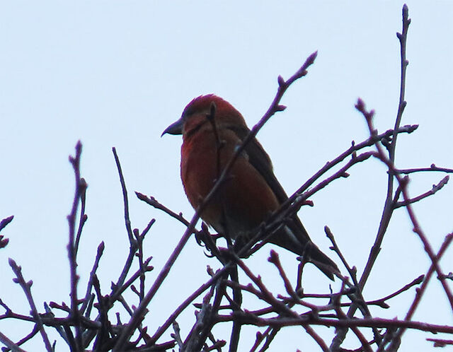 Red Crossbill