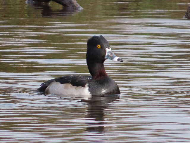 Ring-necked Duck