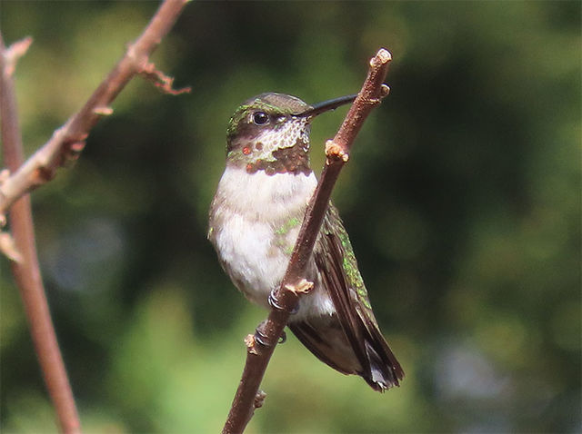 Ruby-throated Hummingbird