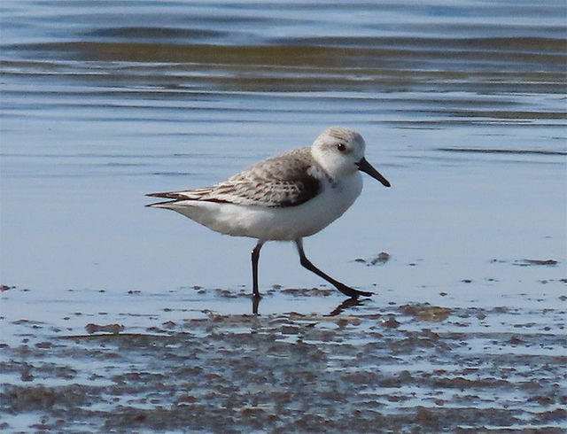 Sanderling