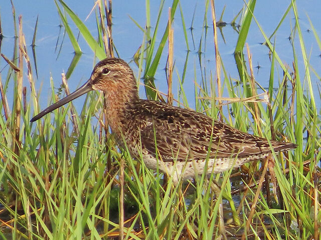 Short-billed Dowitcher