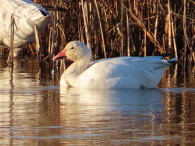 Snow Goose