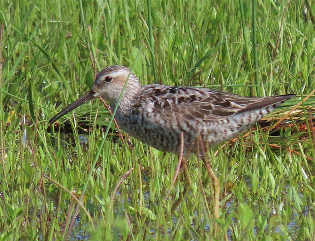 Stilt Sandpiper