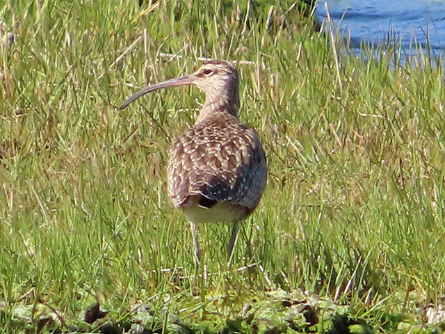 Whimbrel