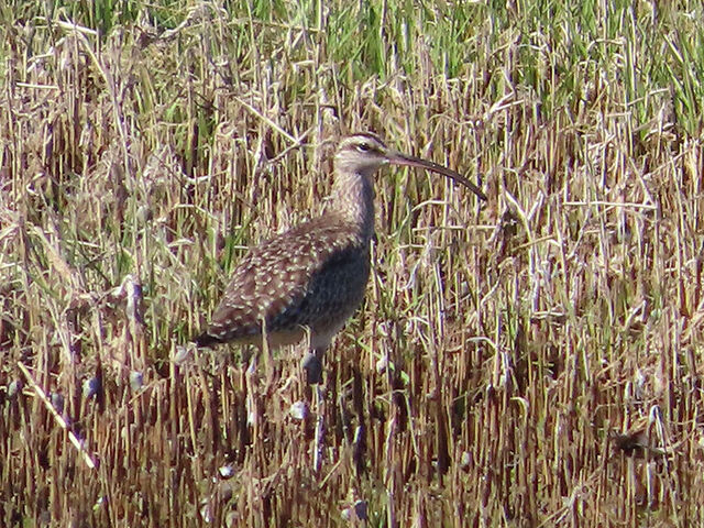 Whimbrel