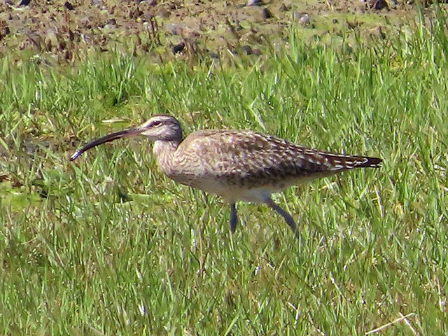 Whimbrel