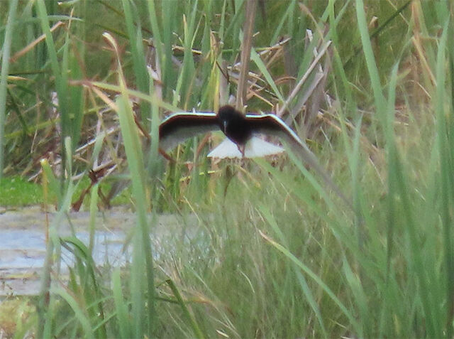 White-winged Tern