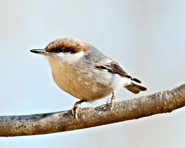 Brown-headed Nuthatch