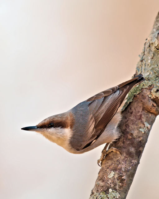 Brown-headed Nuthatch