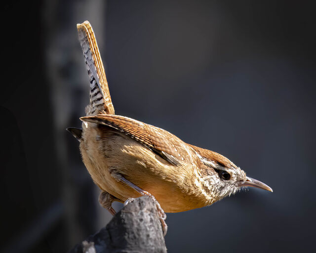Carolina Wren