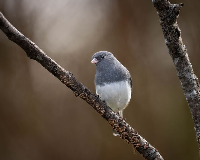 Dark-eyed Junco