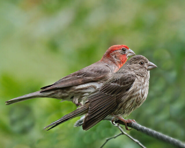 House Finch