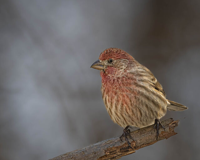 House Finch
