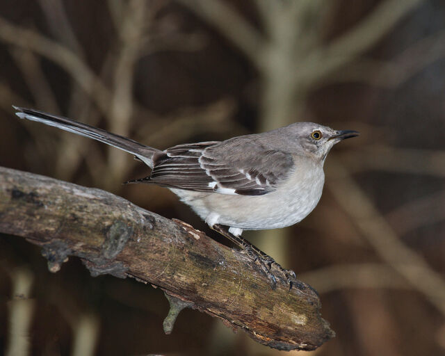Northern Mockingbird