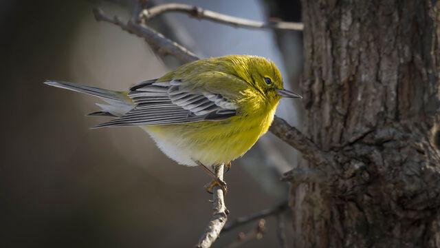 Pine Warbler
