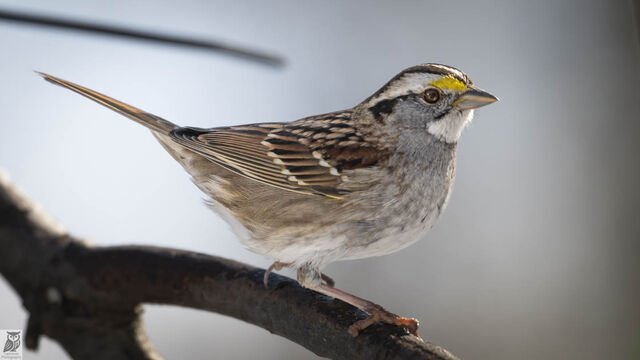 White-throated Sparrow
