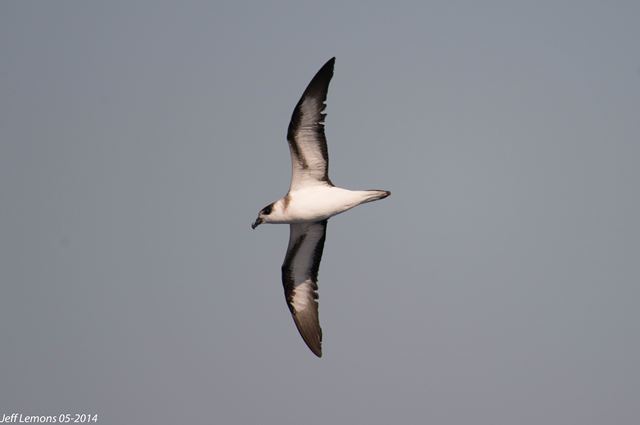 Black-capped Petrel