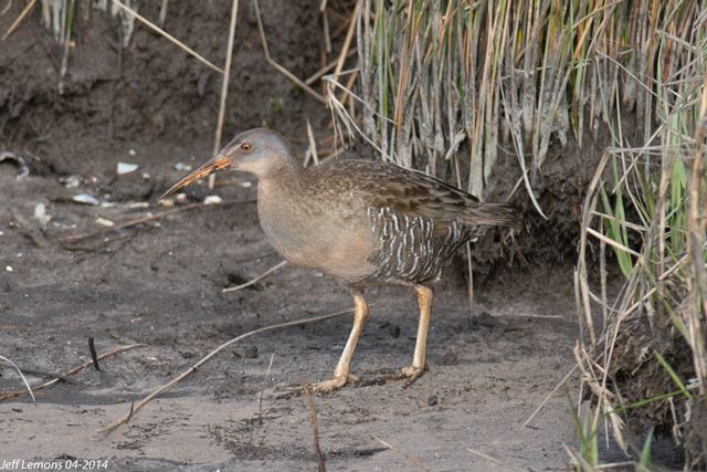 Clapper Rail