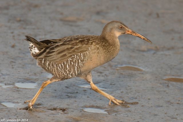 Clapper Rail