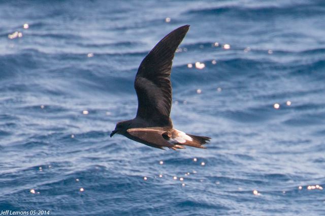 Leach's Storm-Petrel