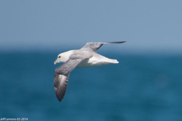 Northern Fulmar