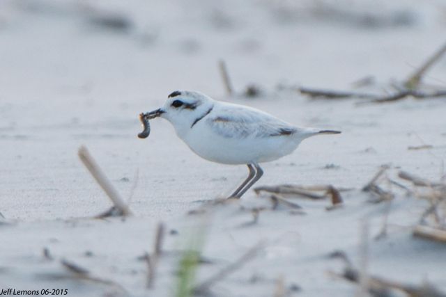 Snowy Plover