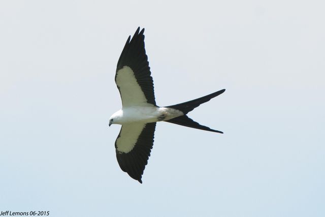 Swallow-tailed Kite