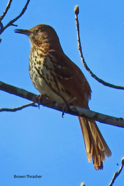 Brown Thrasher