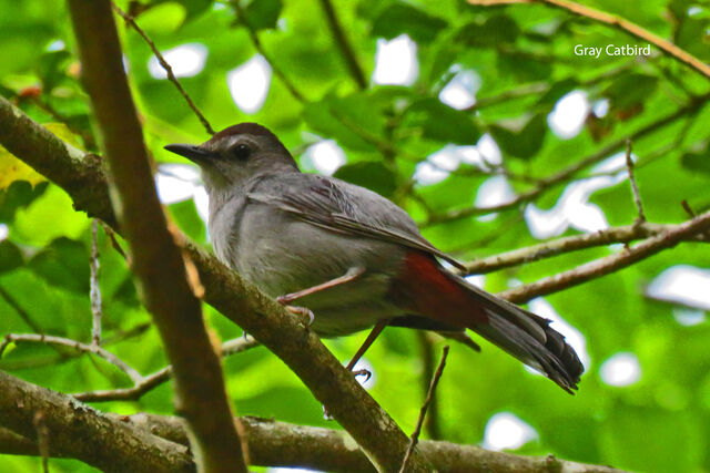 Gray Catbird