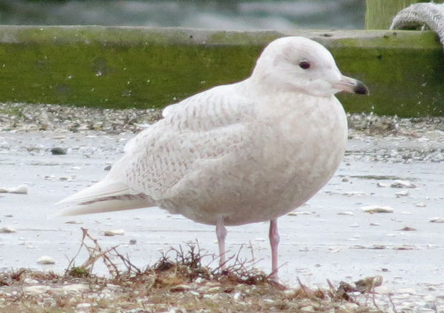 Iceland Gull