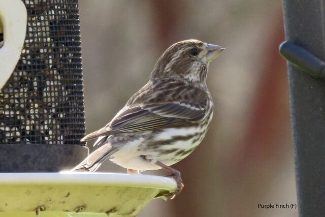 Purple Finch