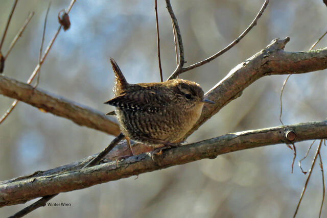 Winter Wren