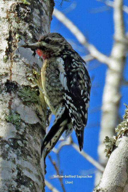 Yellow-bellied Sapsucker