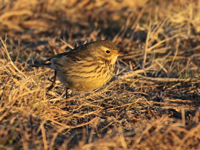 American Pipits