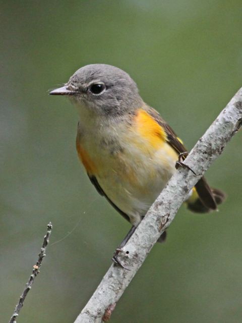 American Redstarts