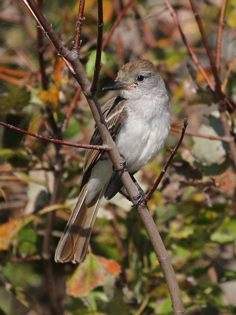Ash-throated Flycatcher