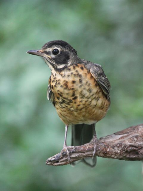 American Robin