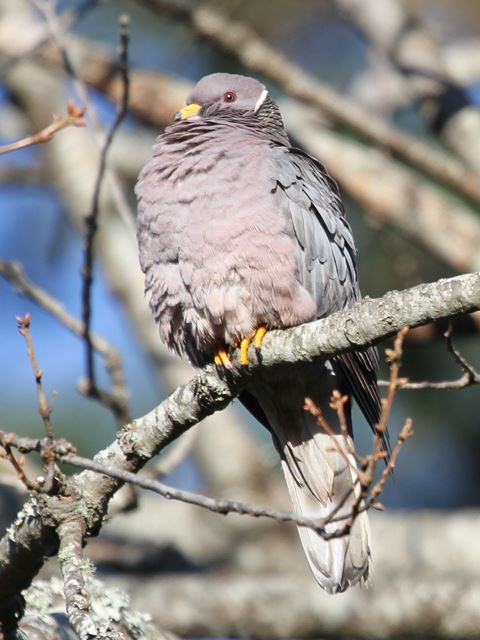 Band-tailed Pigeon