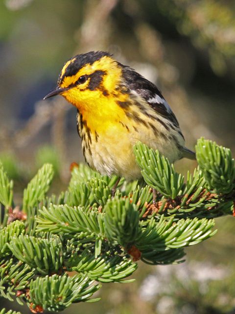 Blackburnian Warbler