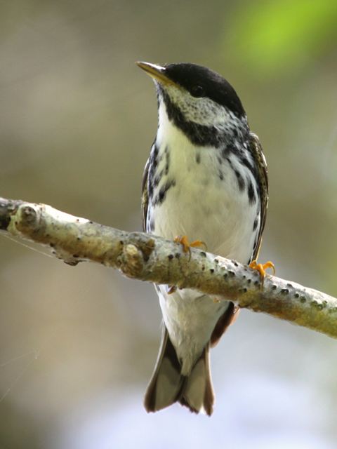 Blackpoll Warbler