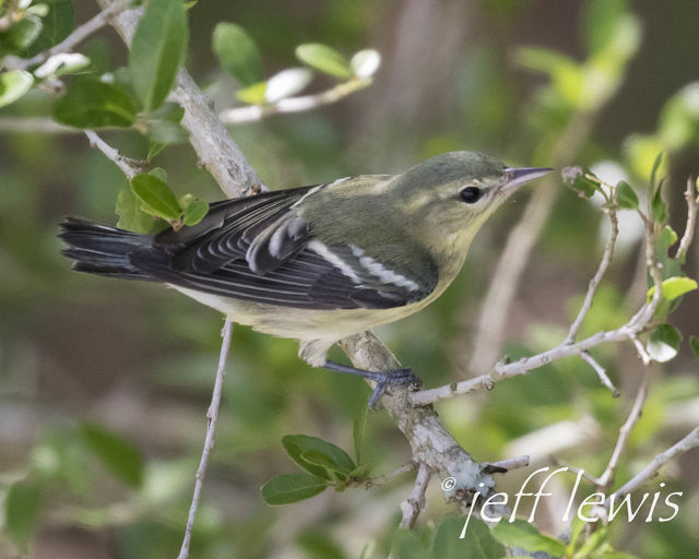 Cerulean Warbler